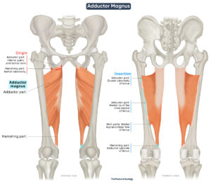 Adductor Magnus: Origin, Insertion, Action, Innervation, Diagram