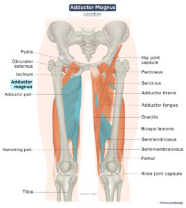 Adductor Magnus: Origin, Insertion, Action, Innervation, Diagram