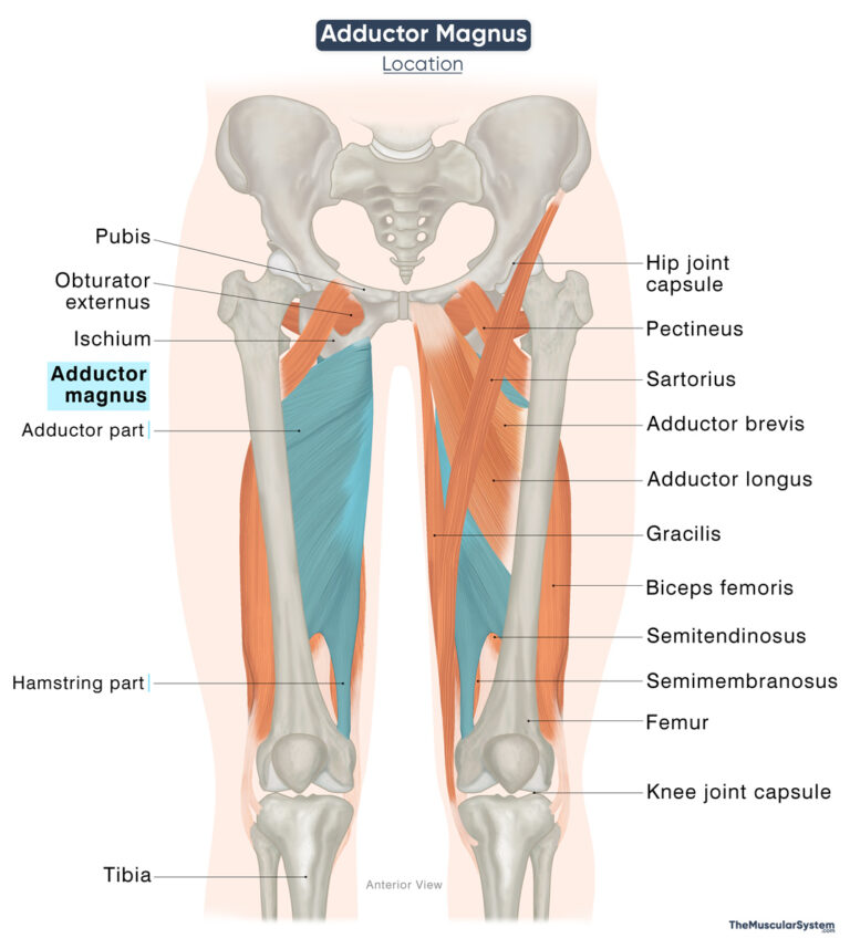 Adductor Magnus: Origin, Insertion, Action, Innervation, Diagram