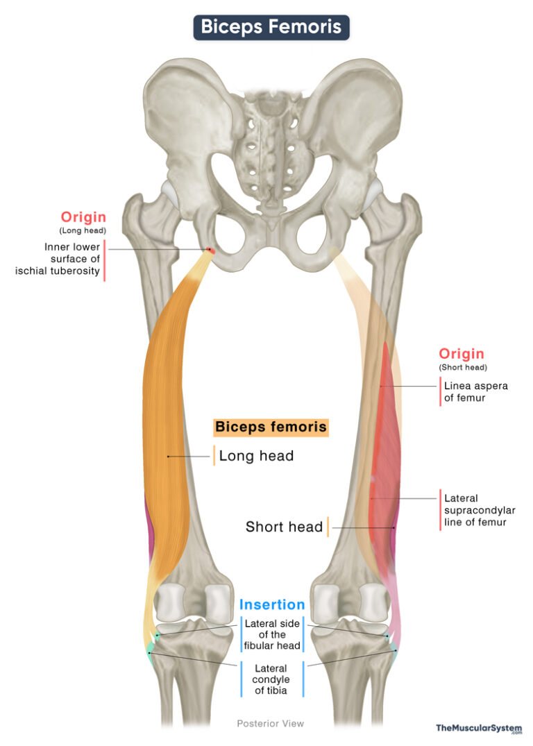 Biceps Femoris (Long & Short Heads): Attachments, Action, Innervation