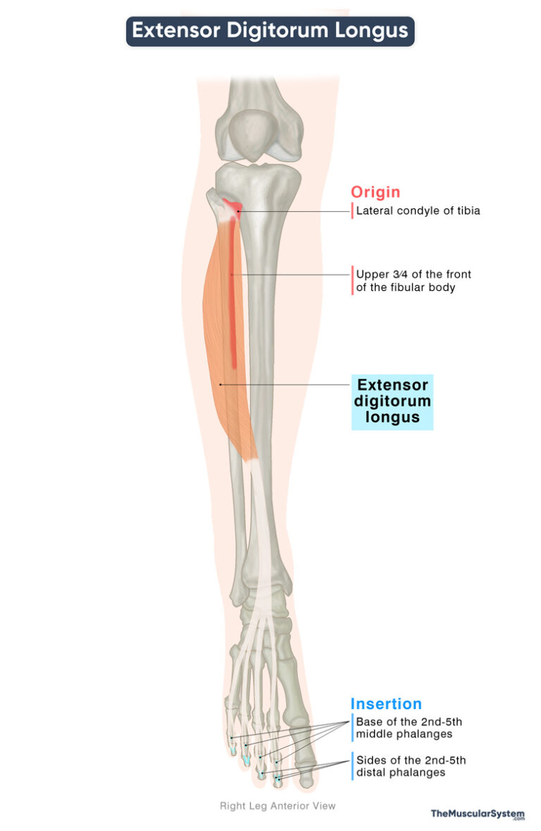 Extensor Digitorum Longus: Origin, Insertion, Action, Innervation, Diagram