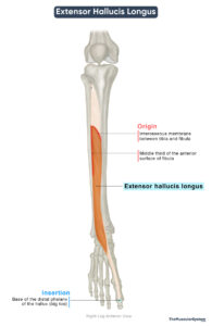 Extensor Hallucis Longus: Origin, Insertion, Action, Innervation, Diagram
