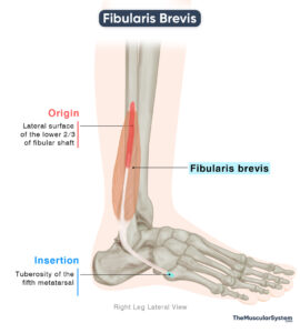Fibularis (Peroneus) Brevis: Origin, Insertion, Action, Innervation ...
