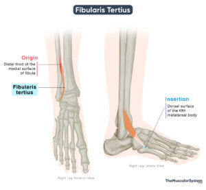Fibularis (Peroneus) Tertius: Origin, Insertion, Action, Innervation ...