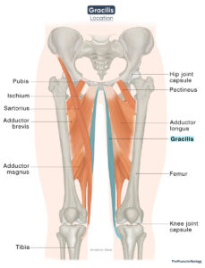 Gracilis: Origin, Insertion, Action, Innervation, Diagram
