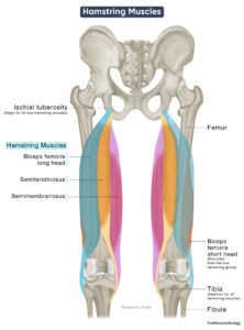 Hamstring Muscles: Attachments, Anatomy, Location, Function