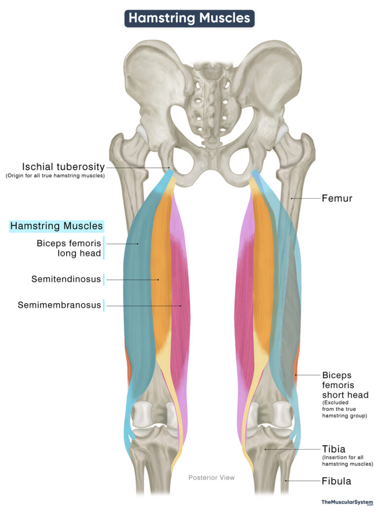 Hamstring Muscles: Attachments, Anatomy, Location, Function