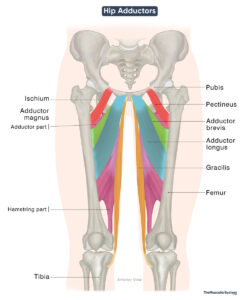 Hip Adductor Muscles: Origin, Insertion, Anatomy, Function
