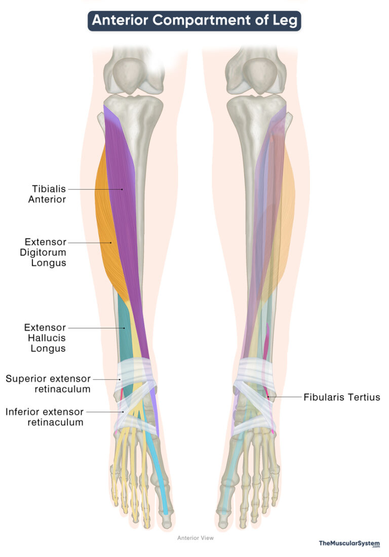 Muscles in the Anterior Compartment of the Leg: Anatomy & Diagram
