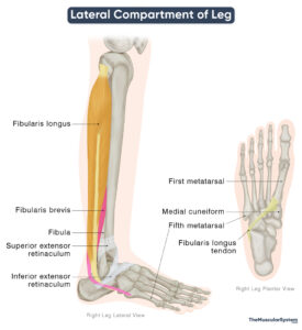 Muscles in the Lateral Compartment of the Leg: Anatomy & Diagram