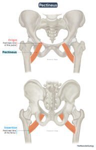 Pectineus: Origin, Insertion, Action, Innervation, Diagram