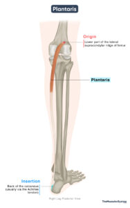 Plantaris: Origin, Insertion, Action, Innervation, Diagram