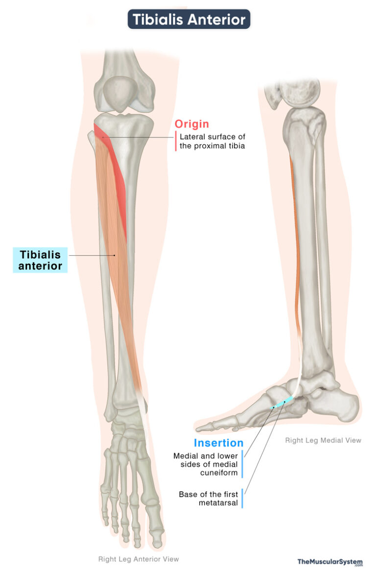 Tibialis Anterior: Origin, Insertion, Action, Innervation, Diagram
