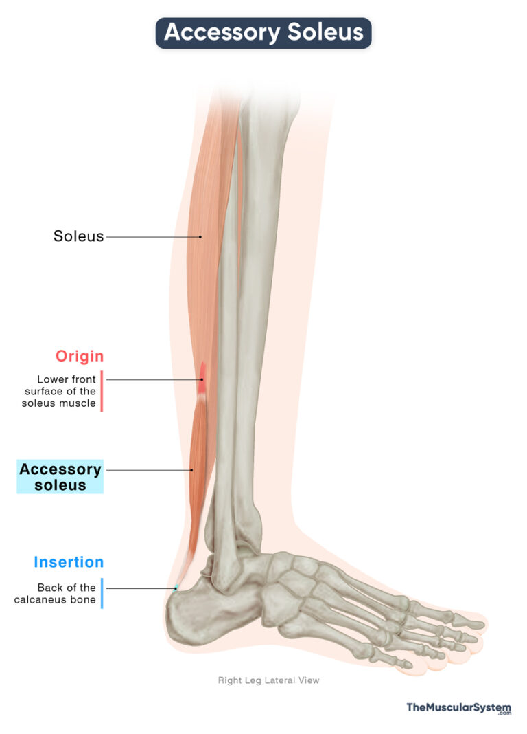 Accessory Soleus: Location, Anatomy, & Diagram