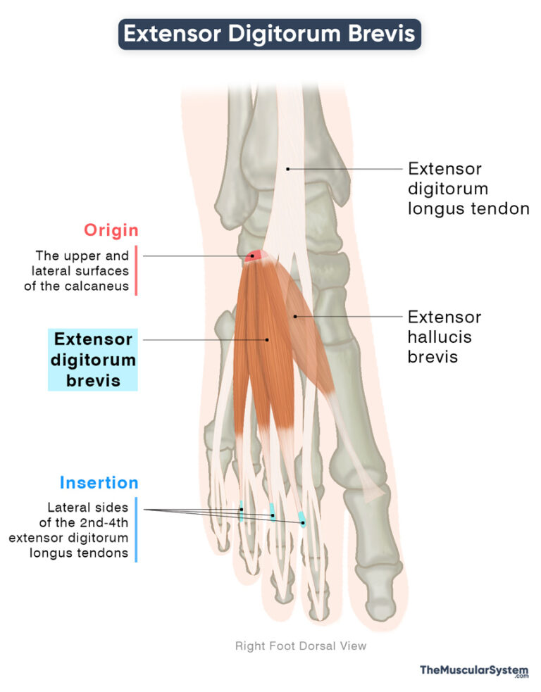 Extensor Digitorum Brevis: Origin, Insertion, Action, Innervation, Diagram