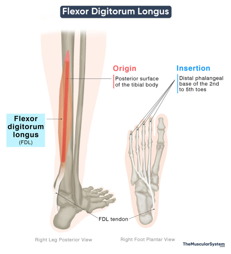 Flexor Digitorum Longus: Origin, Insertion, Action, Innervation, Diagram