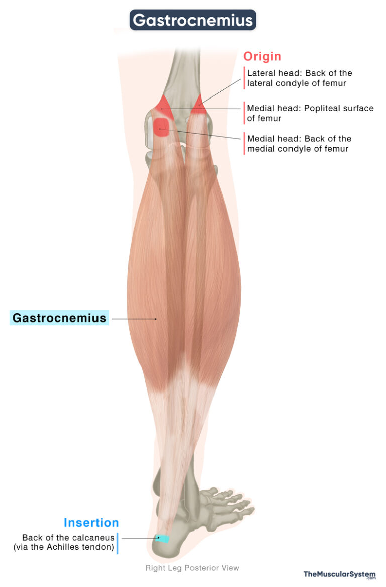 Gastrocnemius: Origin, Insertion, Action, Innervation, Diagram