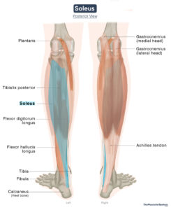 Soleus: Origin, Insertion, Action, Innervation, Diagram