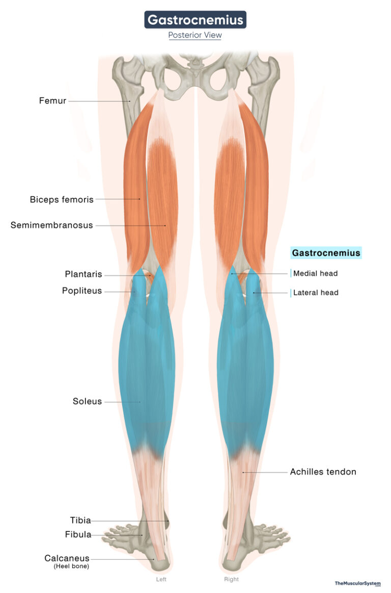 Gastrocnemius: Origin, Insertion, Action, Innervation, Diagram