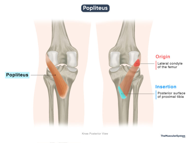 Popliteus: Origin, Insertion, Action, Innervation, Diagram