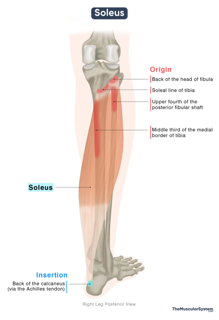 Soleus: Origin, Insertion, Action, Innervation, Diagram