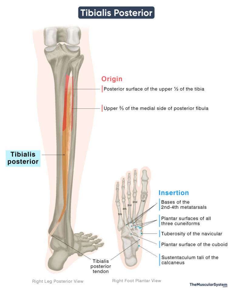 Tibialis Posterior: Origin, Insertion, Action, Innervation, Diagram