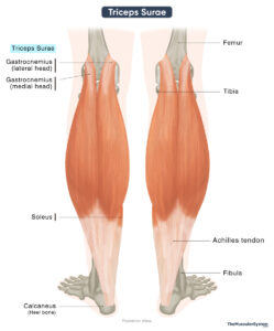 Triceps Surae: Origin, Insertion, Action, Innervation, Diagram