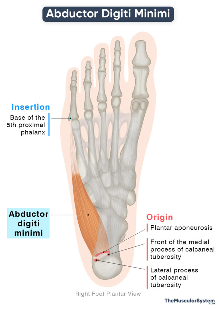 Abductor Digiti Minimi of Foot: Origin, Insertion, Action, Innervation