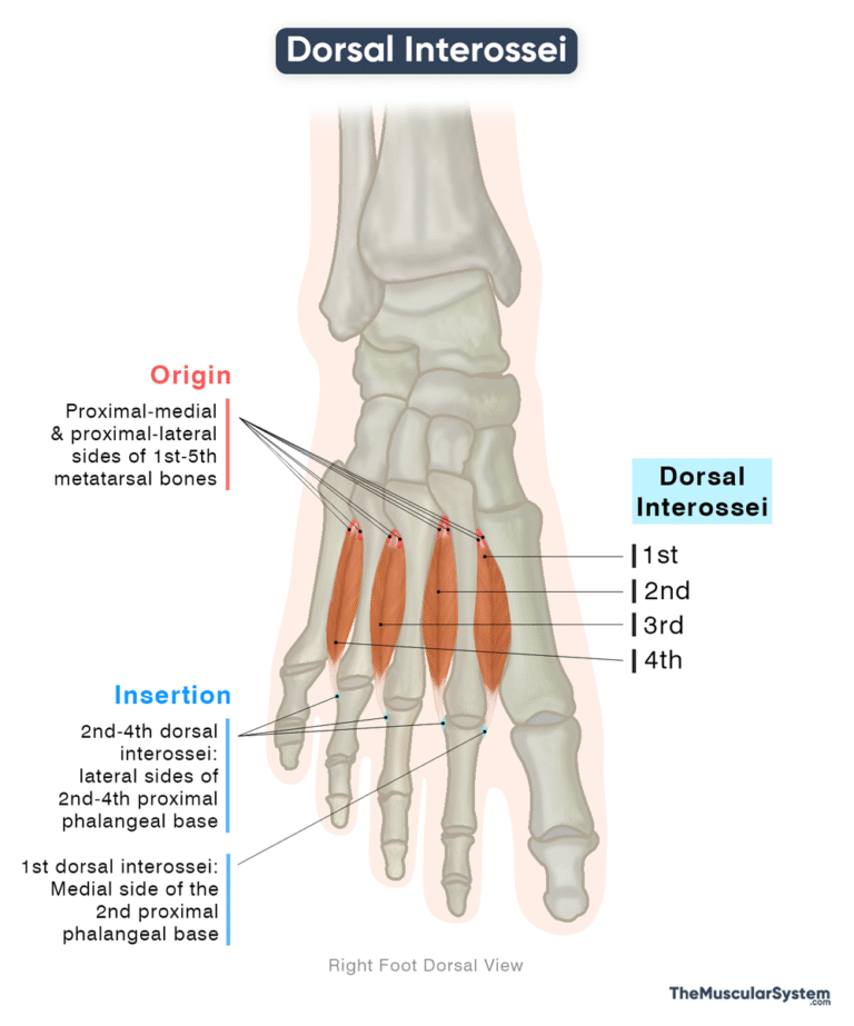 Dorsal Interossei of the Foot: Attachments, Action, Innervation