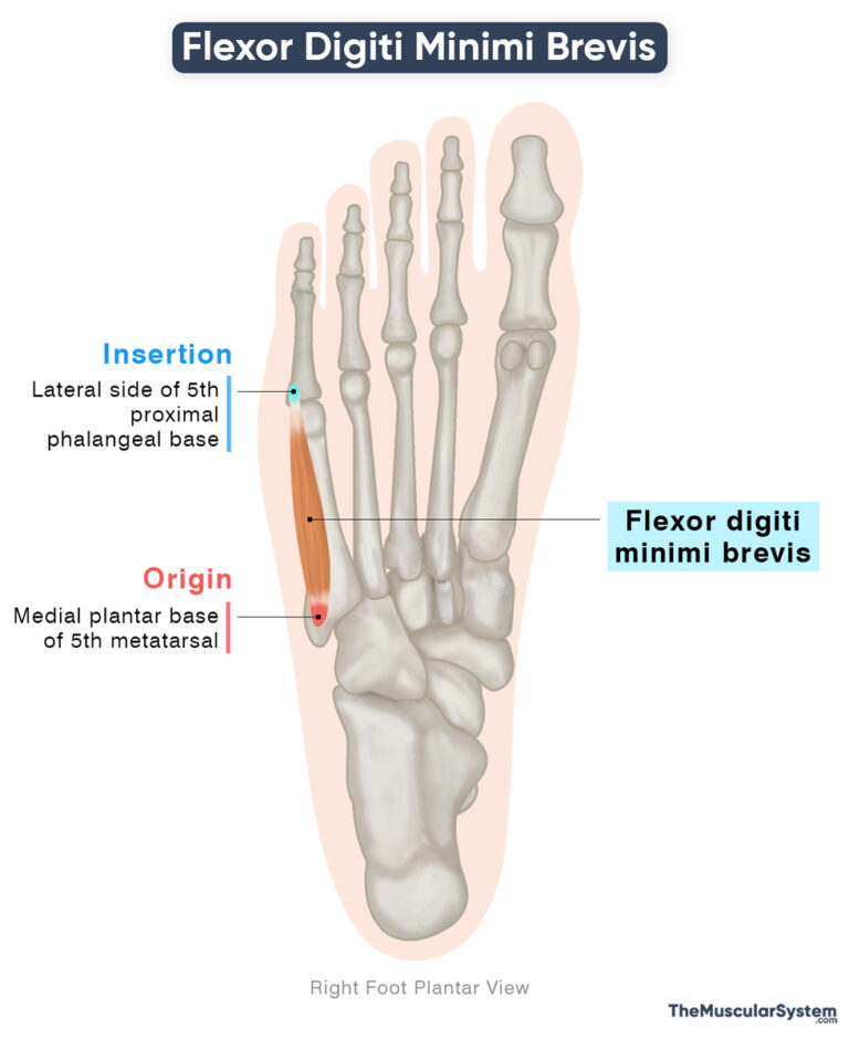Flexor Digiti Minimi Brevis of the Foot: Attachments, Action, Innervation