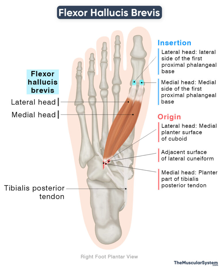 Flexor Hallucis Brevis: Origin, Insertion, Action, Innervation