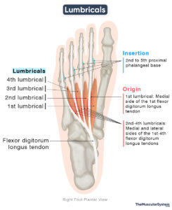 Lumbricals of Foot: Origin, Insertion, Action, Innervation, Diagram