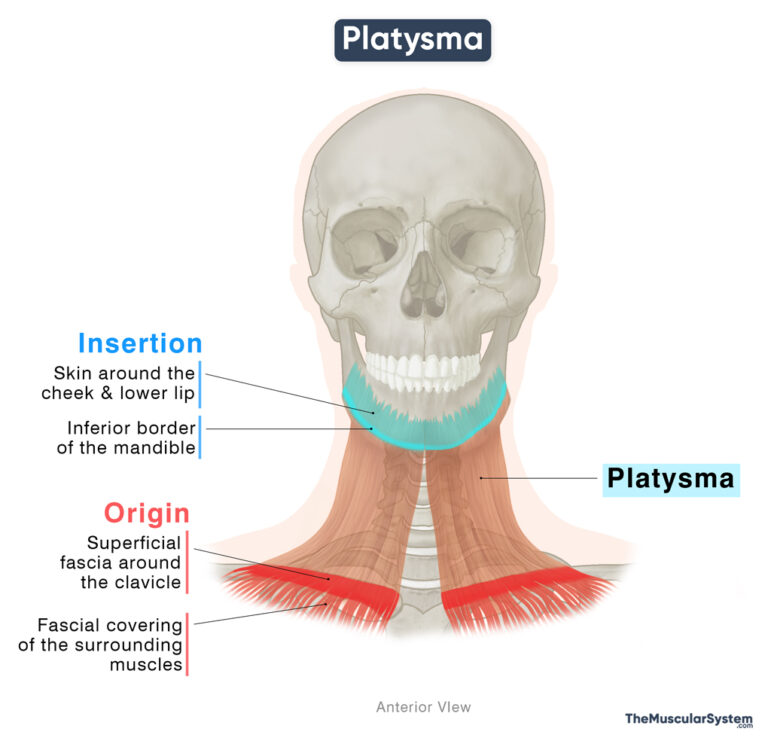 Platysma: Origin, Insertion, Action, Innervation, Diagram