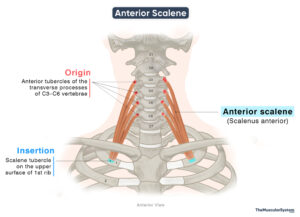 Scalene Muscles: Scalenus Anterior, Medius, & Posterior Anatomy
