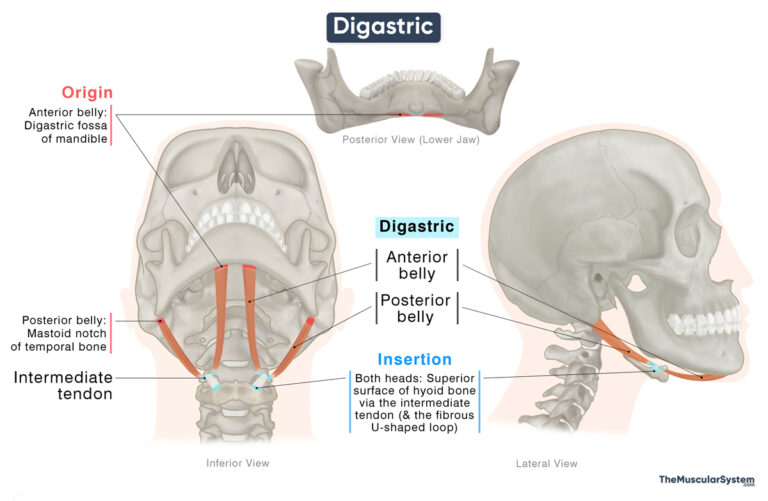 Digastric Anterior & Posterior Bellies: Anatomy & Action