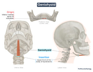 Geniohyoid: Origin, Insertion, Action, Innervation, & Diagram