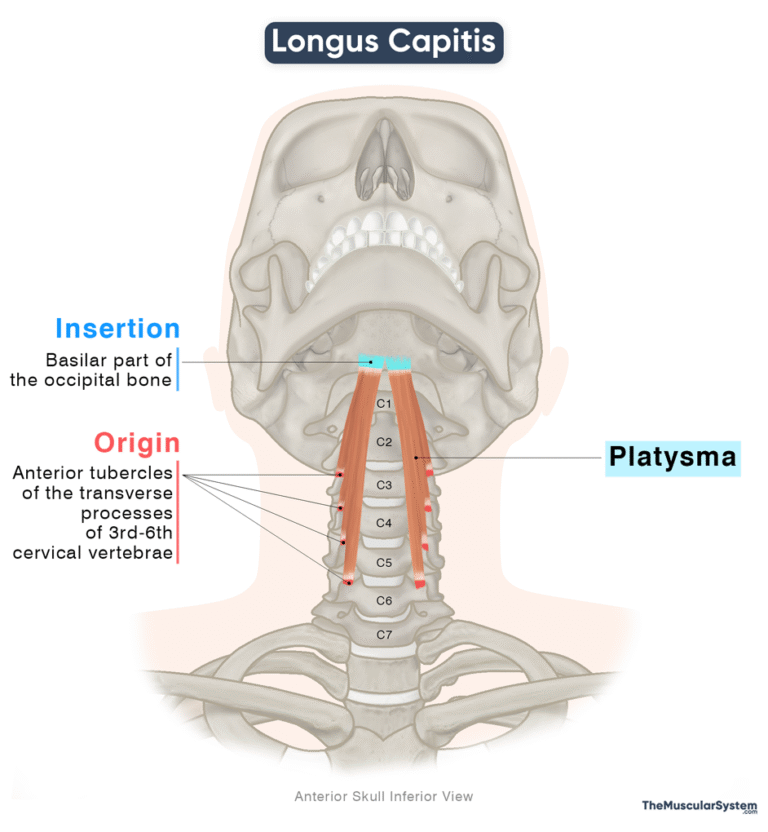 Longus Capitis: Origin, Insertion, Action, Innervation, Diagram