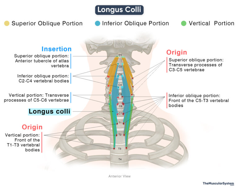 Longus Colli: Origin, Insertion, Action, Innervation, Diagram