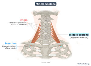 Scalene Muscles: Scalenus Anterior, Medius, & Posterior Anatomy