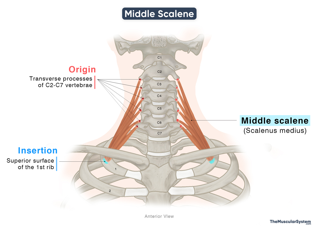 Scalene Muscles: Scalenus Anterior, Medius, & Posterior Anatomy