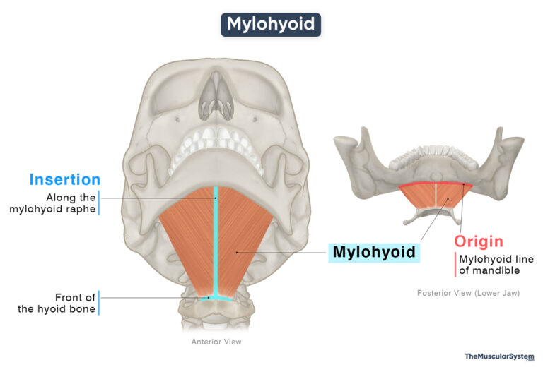 Mylohyoid: Origin, Insertion, Action, Innervation, Diagram