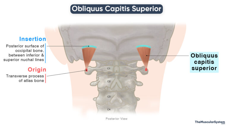 Obliquus Capitis Superior: Origin, Insertion, Action, Innervation, Diagram