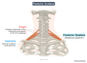 Scalene Muscles: Scalenus Anterior, Medius, & Posterior Anatomy
