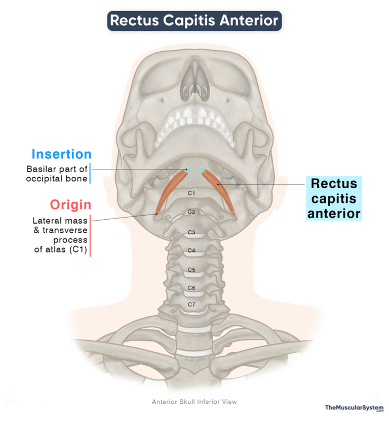 Rectus Capitis Anterior: Origin, Insertion, Action, Innervation