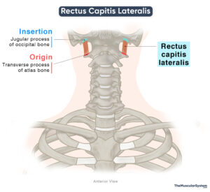 Rectus Capitis Lateralis: Origin, Insertion, Action, Innervation