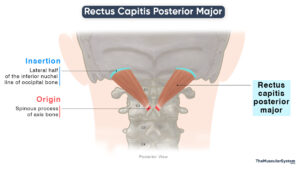 Rectus Capitis Posterior Major: Origin, Insertion, Action, Innervation