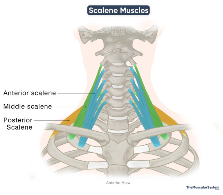 Scalene Muscles: Scalenus Anterior, Medius, & Posterior Anatomy