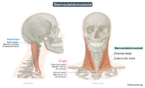 Sternocleidomastoid: Origin, Insertion, Action, Innervation, Diagram