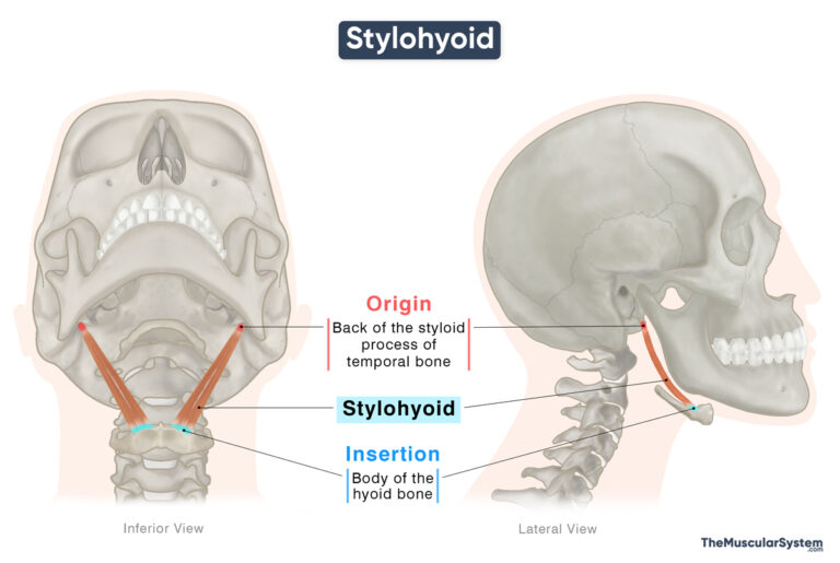Stylohyoid: Origin, Insertion, Action, Innervation, Diagram
