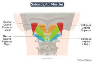 Suboccipital Muscles: List of Names With Anatomy & Diagram